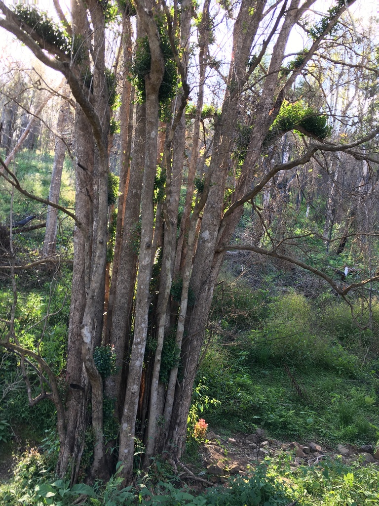 scrub cherry from Caparra NSW 2429, Australia on May 15, 2020 at 02:14 ...
