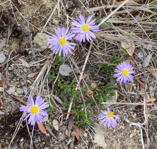 Brachyscome parvula · iNaturalist