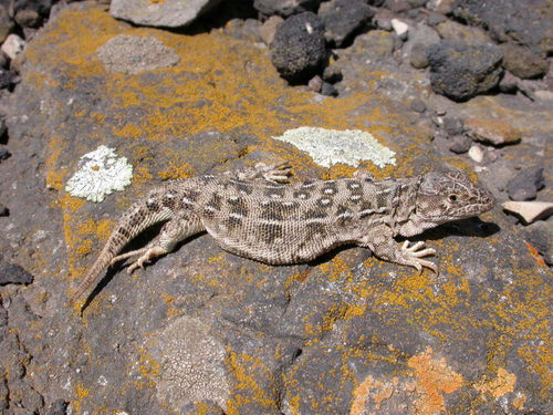 Subspecies Eremias arguta transcaucasica · iNaturalist United Kingdom