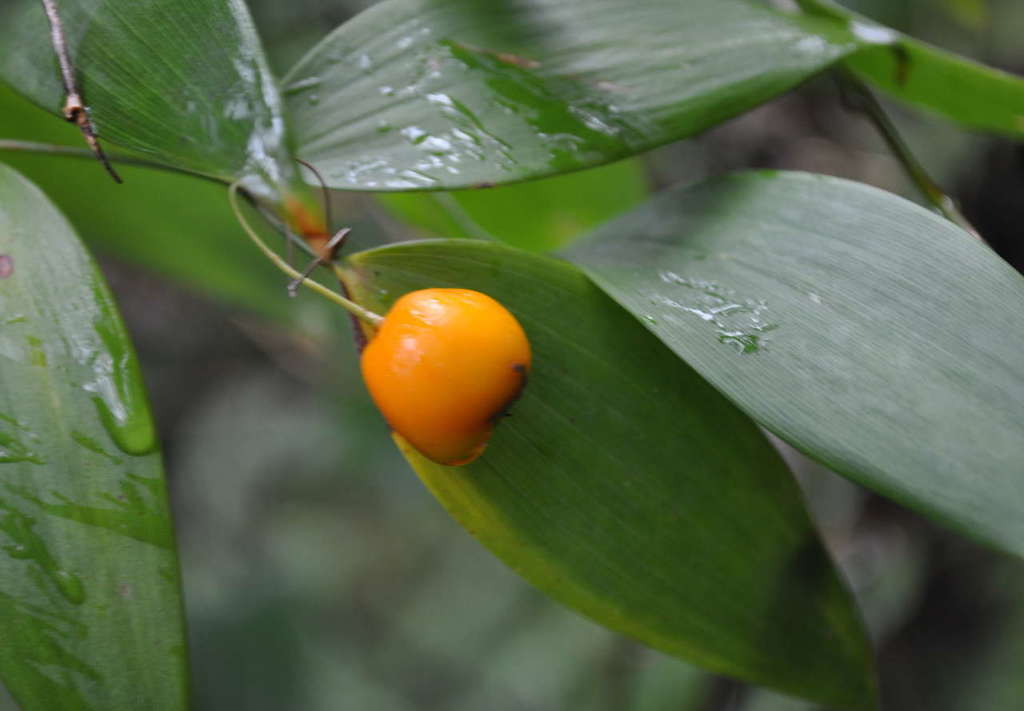Wombat Berry from Bemm, Goolengook, Arte and Errinundra Rivers, E ...