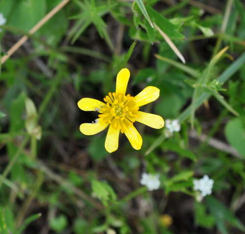 Ranunculus amplus · iNaturalist