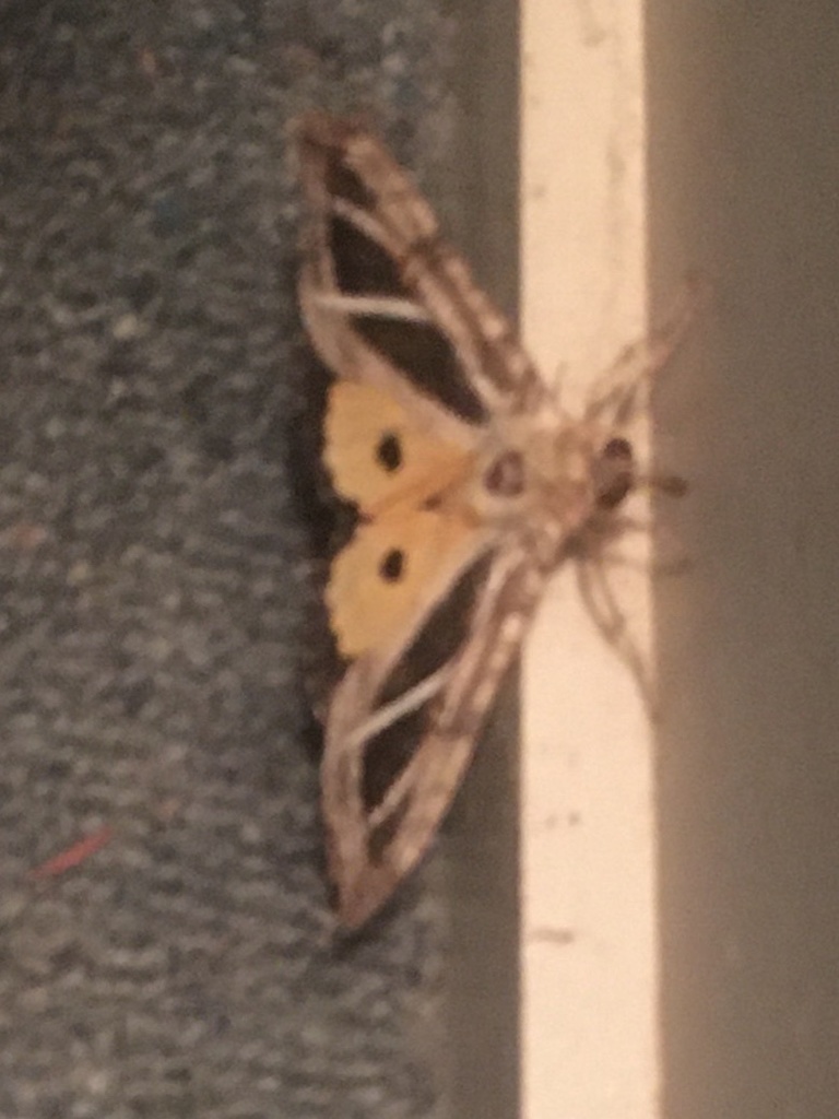 Dot-underwing Moth from 459 Tuateawa Road, Tuateawa, Waikato, NZ on May ...