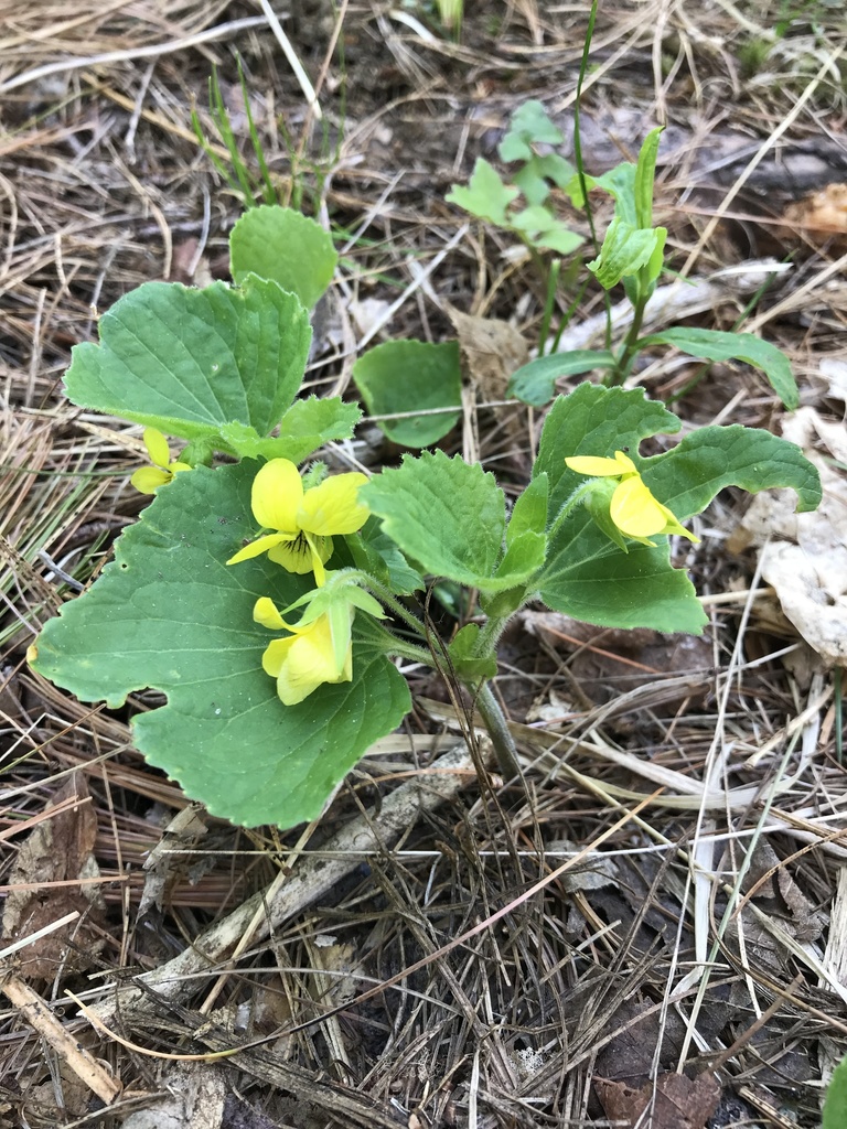 downy yellow violet from Prosper Rd, Woodstock, VT, US on May 22, 2020 ...