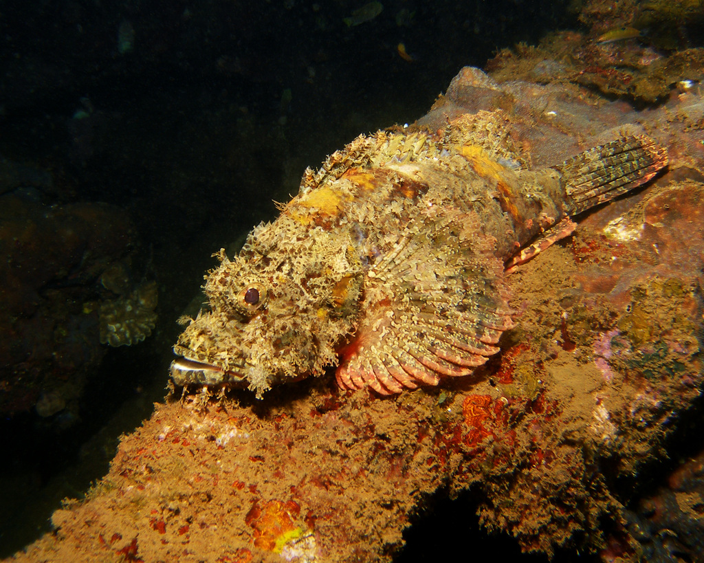 Smallscale Scorpionfish (Scorpaenopsis oxycephala) - Marine Life ...