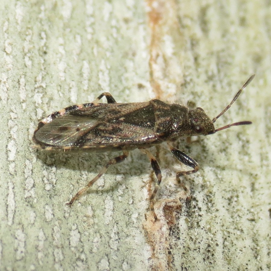 Nettle ground bug from Los Angeles County, CA, USA on April 25, 2017 at ...