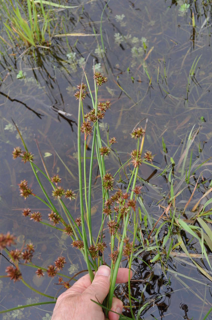 Juncus holoschoenus R.Br.