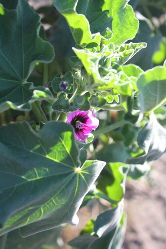 Tree Mallow (Berlengas Islands Nature Reserve Field Guide) · iNaturalist