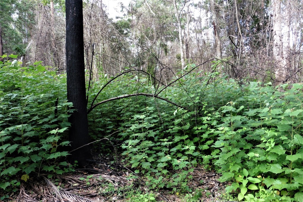 Androcalva fraseri from Lake Innes, Port Macquarie-Hastings - Pt B, AU-NS, AU on May 23, 2020 by ...