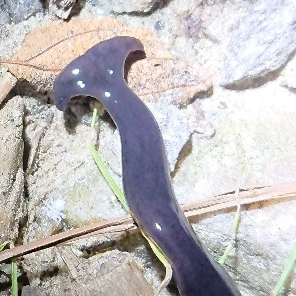 Bipalium fuscatum from Mutsunacho, Okazaki, Aichi 444-0857, Japão on ...