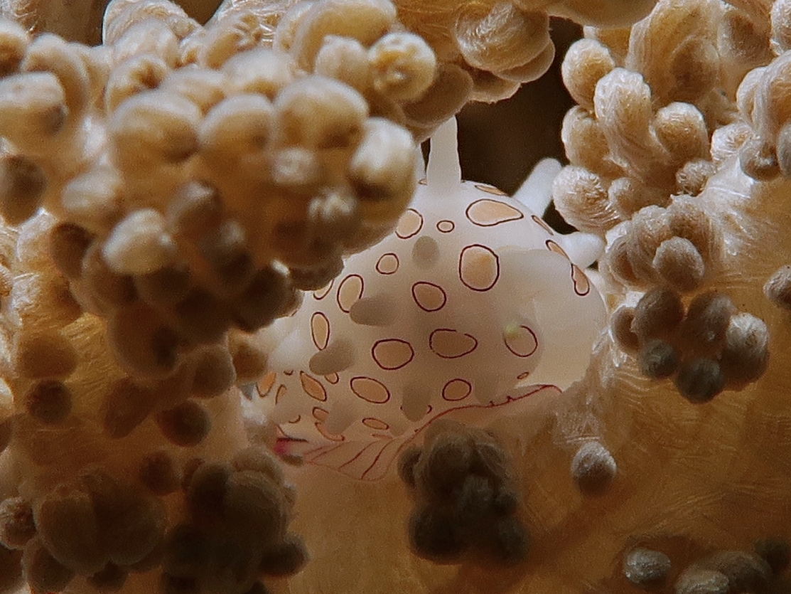 Diminovula margarita (G.B.Sowerby I, 1828)