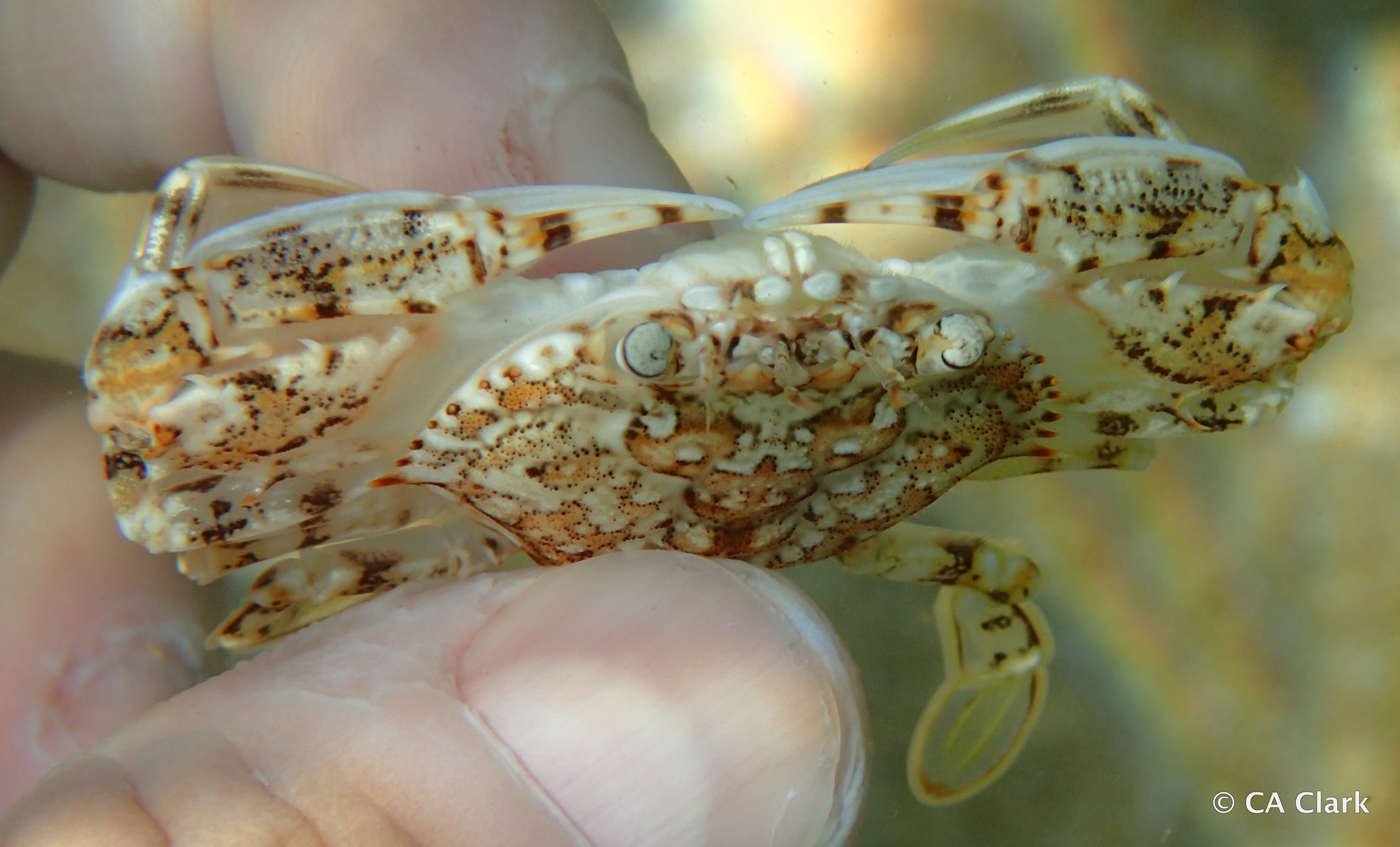 Cycloachelous granulatus (H.Milne Edwards, 1834)