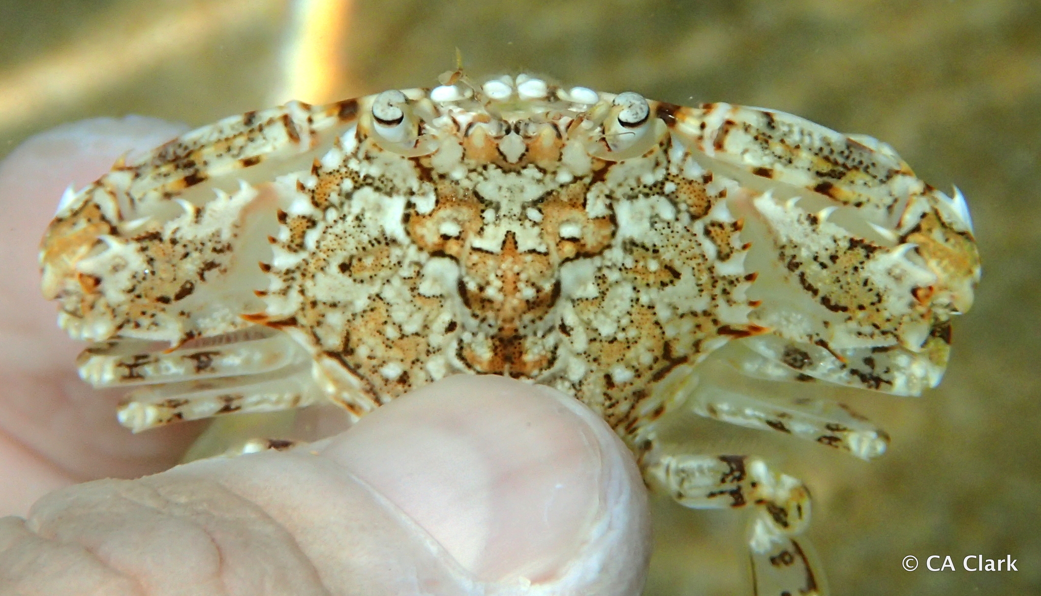 Cycloachelous granulatus (H.Milne Edwards, 1834)