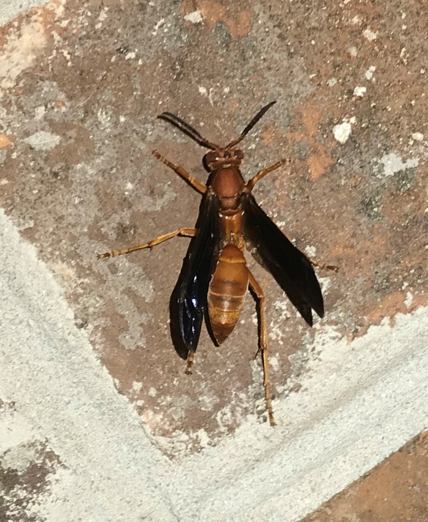 fuscatus-group Paper Wasps from Along Ijams Branch, off of Co. Rd. 275 ...