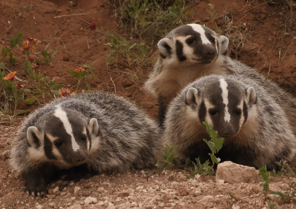 American Badger in May 2020 by Deb Whitecotton. 3 young cubs playing ...