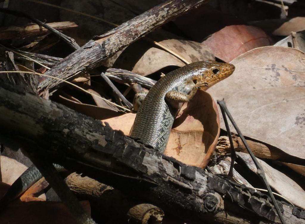 Bermuda Rock Lizard in May 2020 by Alison Copeland · iNaturalist