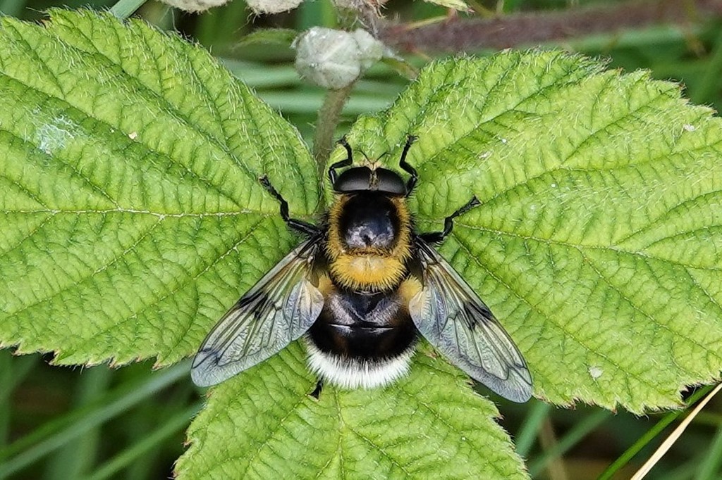 Bumble Bee Hover Fly from Coppull, Chorley, UK on May 23, 2020 at 11:02 ...