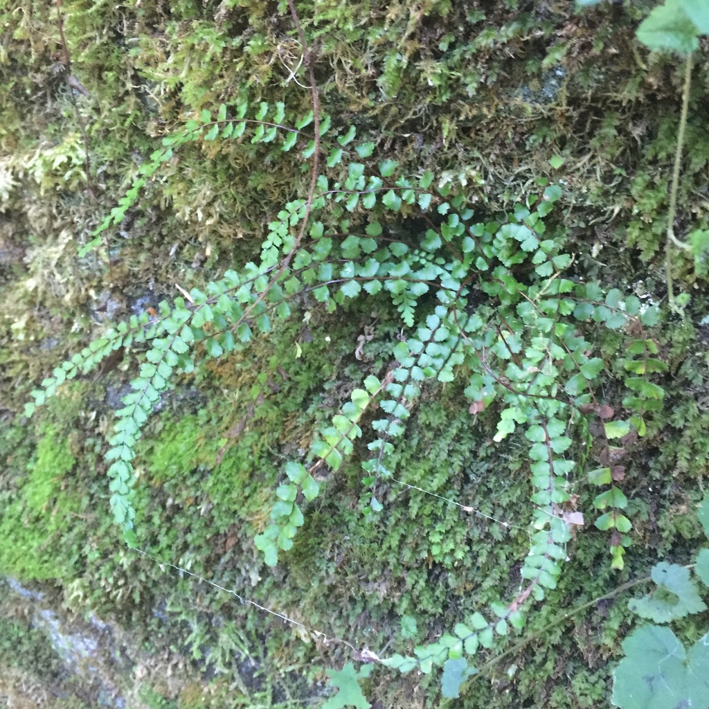 maidenhair spleenwort in September 2016 by Raymond Curran · iNaturalist
