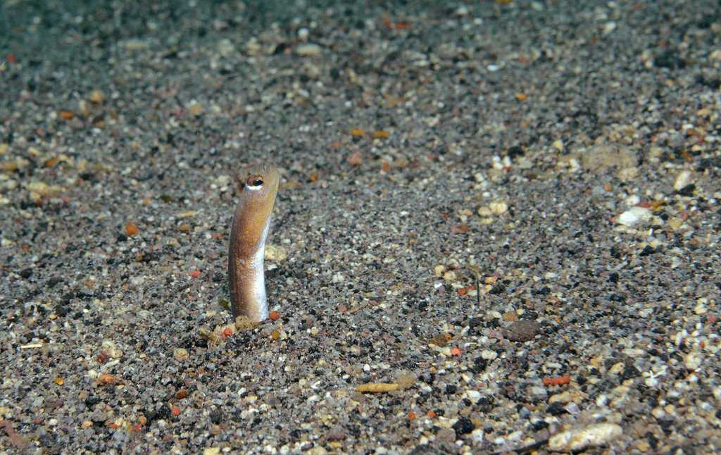 Brown Garden Eel from Le Prêcheur, MQ-SP, MQ on June 4, 2017 at 11:11 ...
