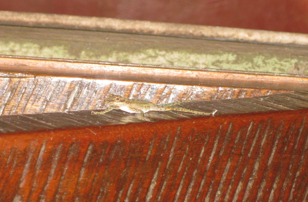 Border Anole from Bosque del Rio Tigre Lodge, Puntarenas Province ...