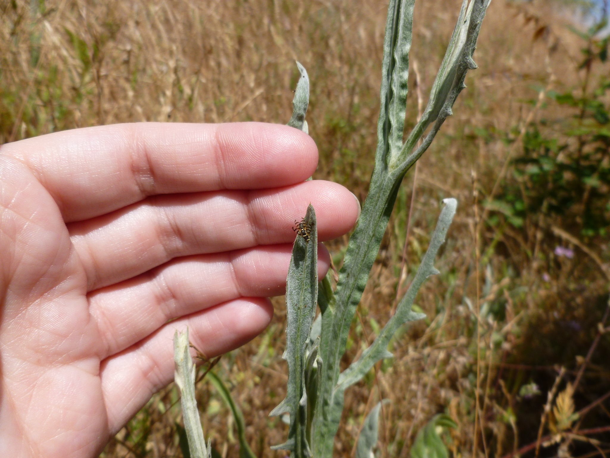 Urophora sirunaseva (Hering, 1938)