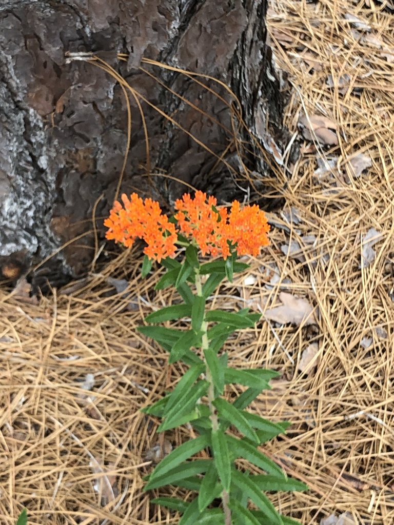 butterfly milkweed from Warrior Hills Golf Course, Fort Polk, LA, US on ...