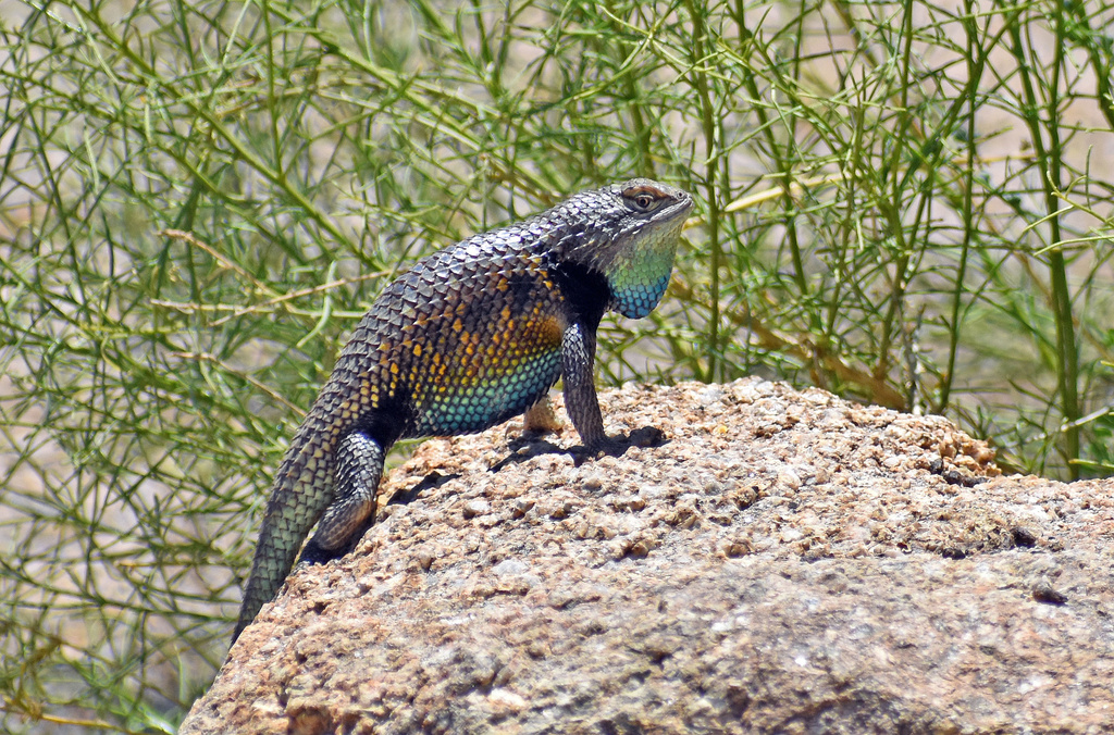 Desert Spiny Lizard from Joshua Tree National Park, Indio, CA, US on ...