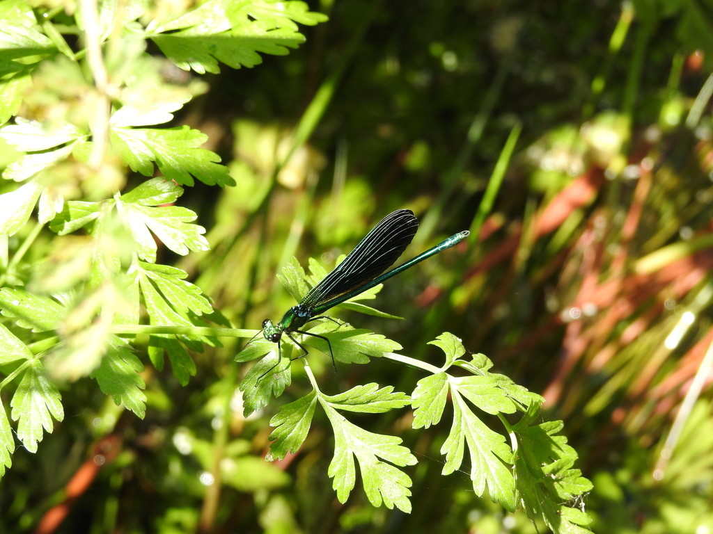 Beautiful Demoiselle from Viana do Castelo, Portugal on May 23, 2020 at ...
