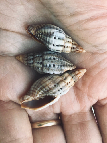 Mitra lens · iNaturalist