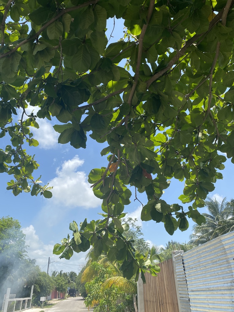 autograph tree from Othón P. Blanco, QROO, MX on May 23, 2020 at 12:43 ...