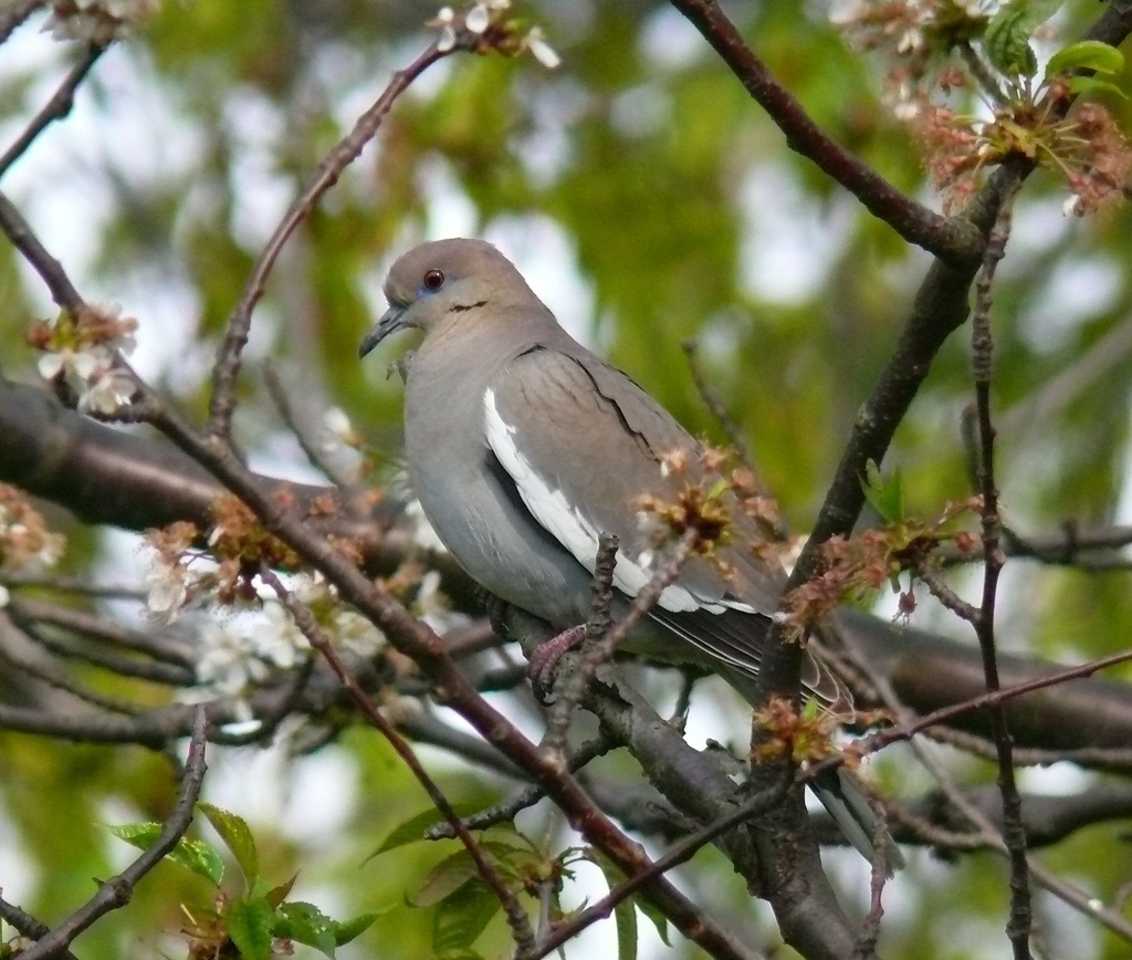 White-winged Dove from Mayfield Heights, OH, USA on April 15, 2012 at ...