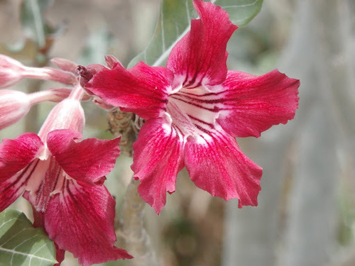 Adenium somalense (Flora Singapore List A) · iNaturalist