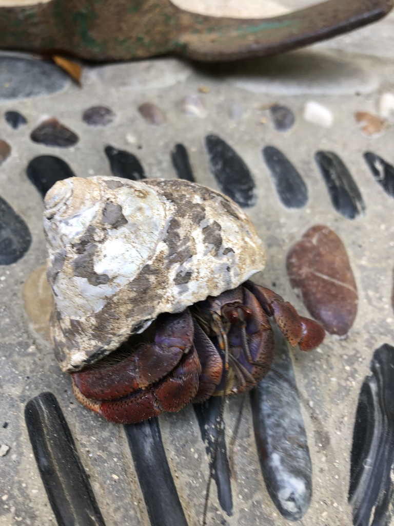 West Indian Top Shell from Saint Thomas, St. Thomas, United States ...