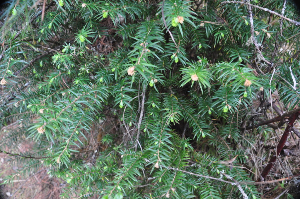 Himalayan hemlock (Tsuga dumosa) - Botanical Realm