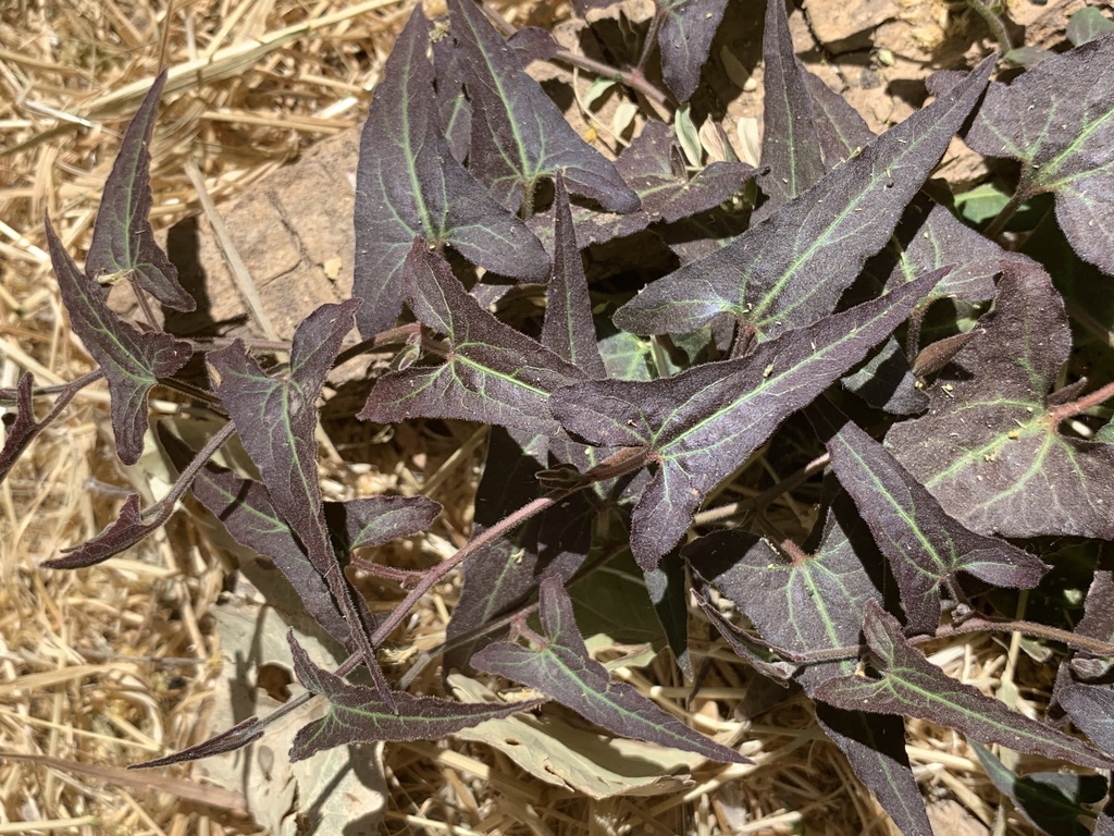 southwestern pipevine (Plants of the New River wash west of Anthem, AZ ...