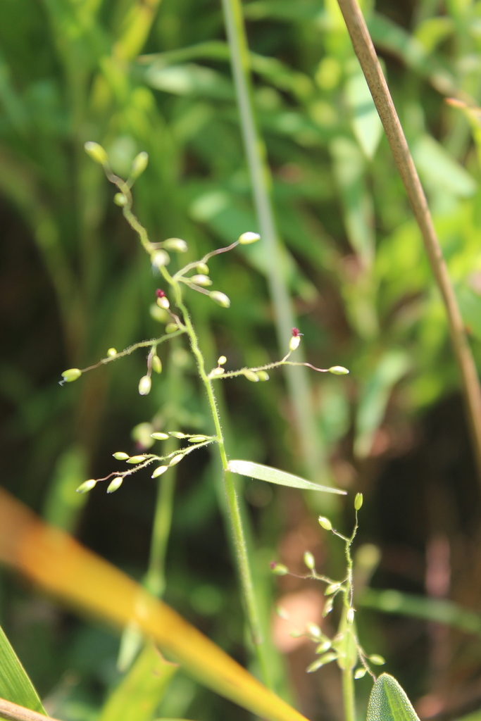 Trichanthecium parvifolium from North Uthungulu, South Africa on April ...
