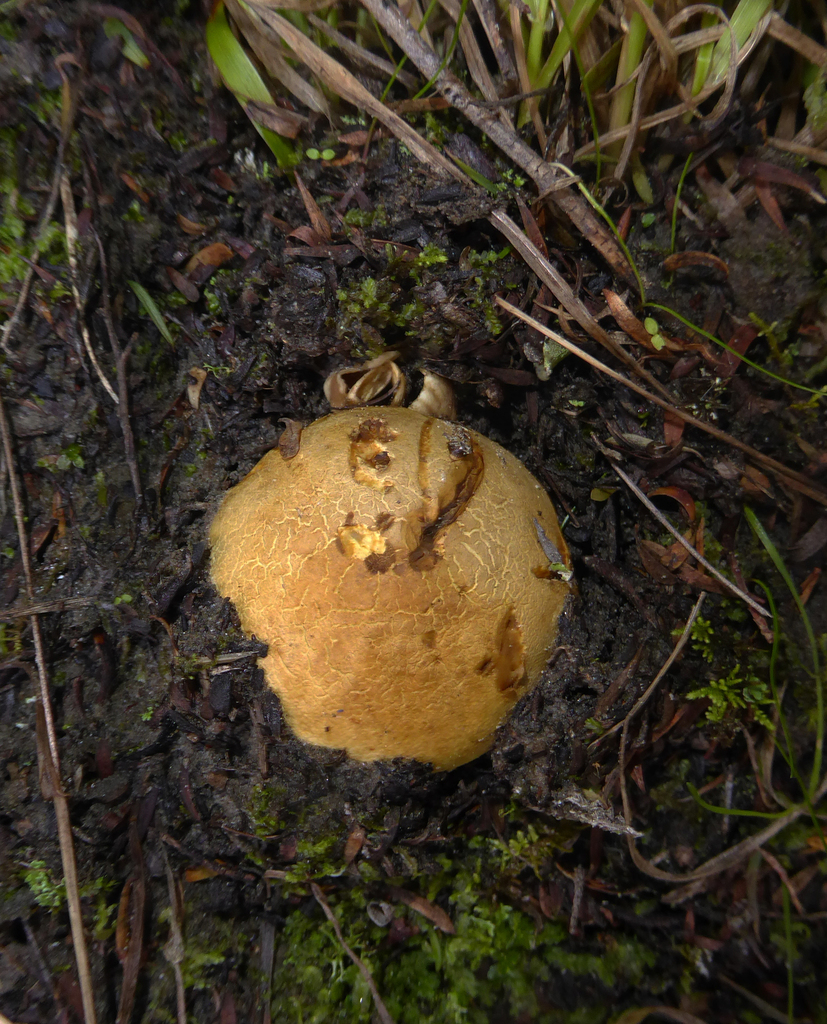 Scleroderma flavidum (Shrooms of Tokai Park) · iNaturalist