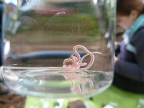 Genus Haplotaxis · iNaturalist