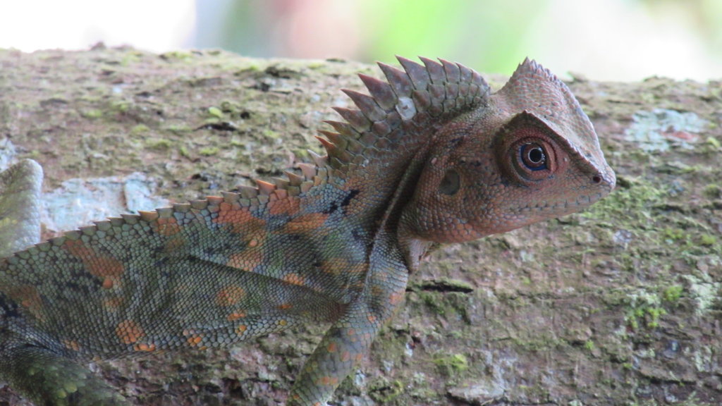 Chameleon Forest Dragon (Gonocephalus chamaeleontinus) - Snakes and Lizards