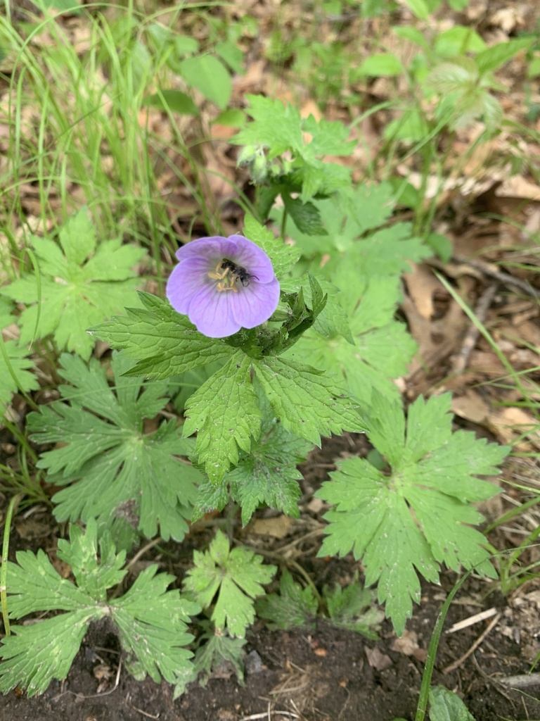 wild geranium from Lake Saint Croix, Hastings, MN, US on May 23, 2020 ...