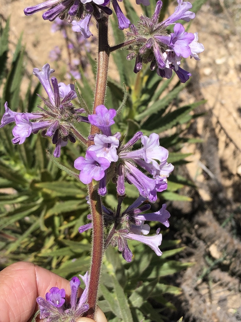 Poodle-dog bush from San Diego County, US-CA, US on May 23, 2020 at 10: ...