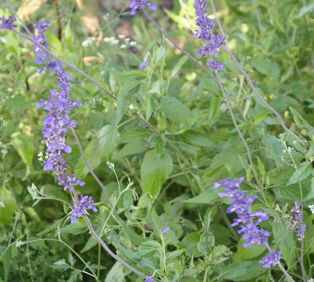 Mealy Blue Sage from Bastrop County, TX, USA on April 24, 2017 at 04:46 ...