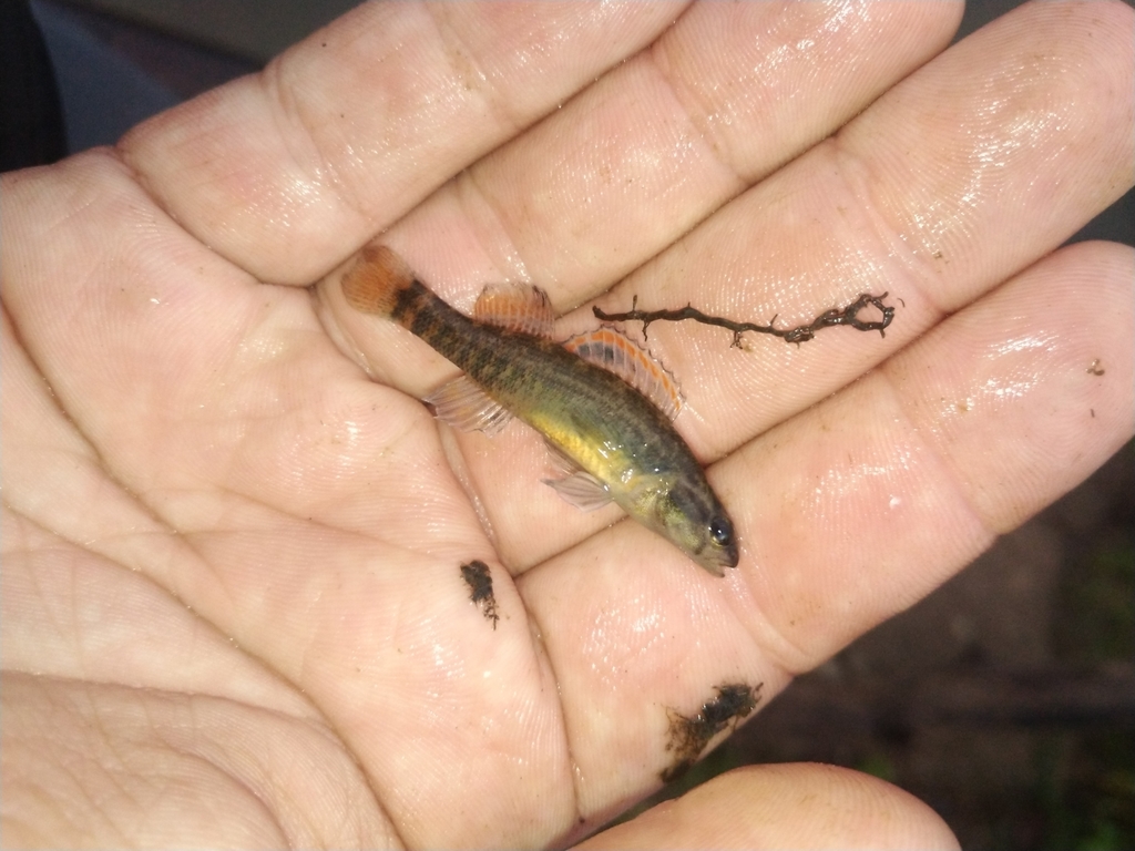 Mud Darter in May 2020 by Spencer. Coal Creek · iNaturalist