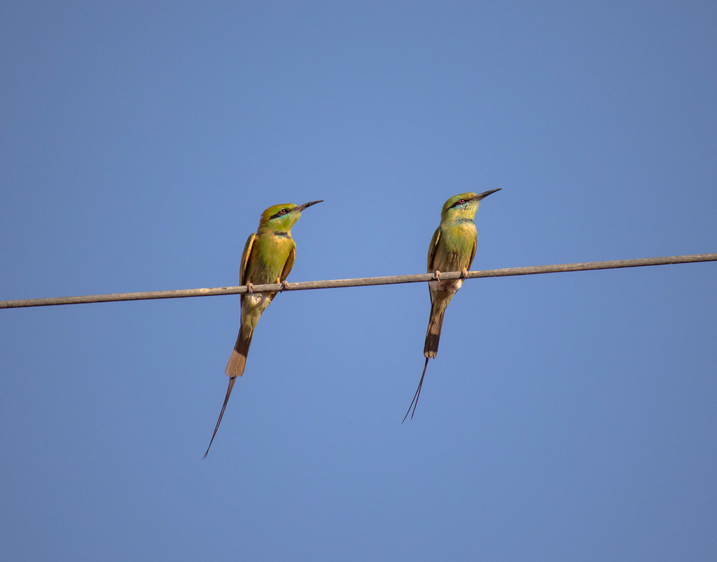 African Green Bee-eater from Aswan First, Aswan Governorate, Egypt on ...