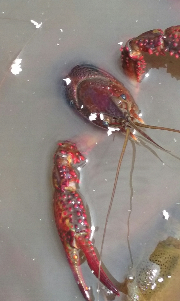 Red Swamp Crayfish from Falcon, CO 80831, USA on May 23, 2020 at 01:46 ...