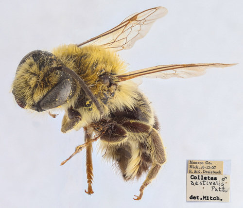 Alumroot Cellophane Bee (Colletes aestivalis) · iNaturalist