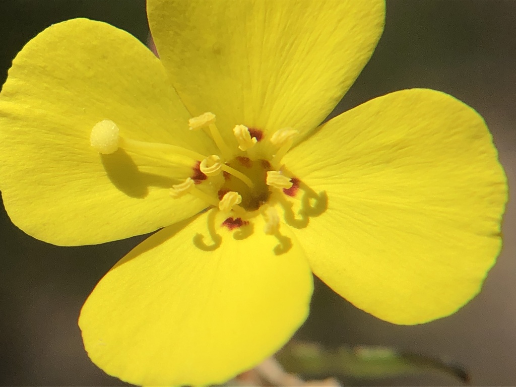 California sun cup (Wildflowers @ Byrne Preserve) · iNaturalist