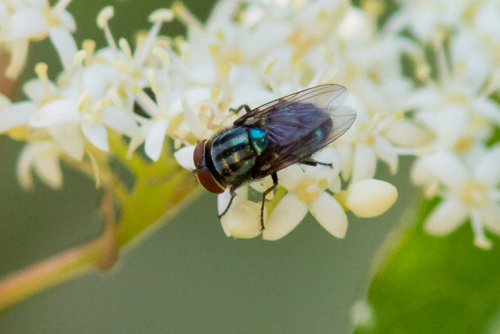 Secondary Screwworm Fly from Grayson County, TX, USA on May 11, 2020 at ...