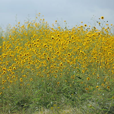 Pecos Sunflower in September 2013 by Cathryn Hoyt. Population growing ...