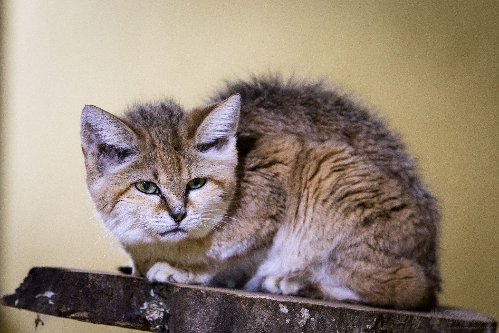 African Sand Cat