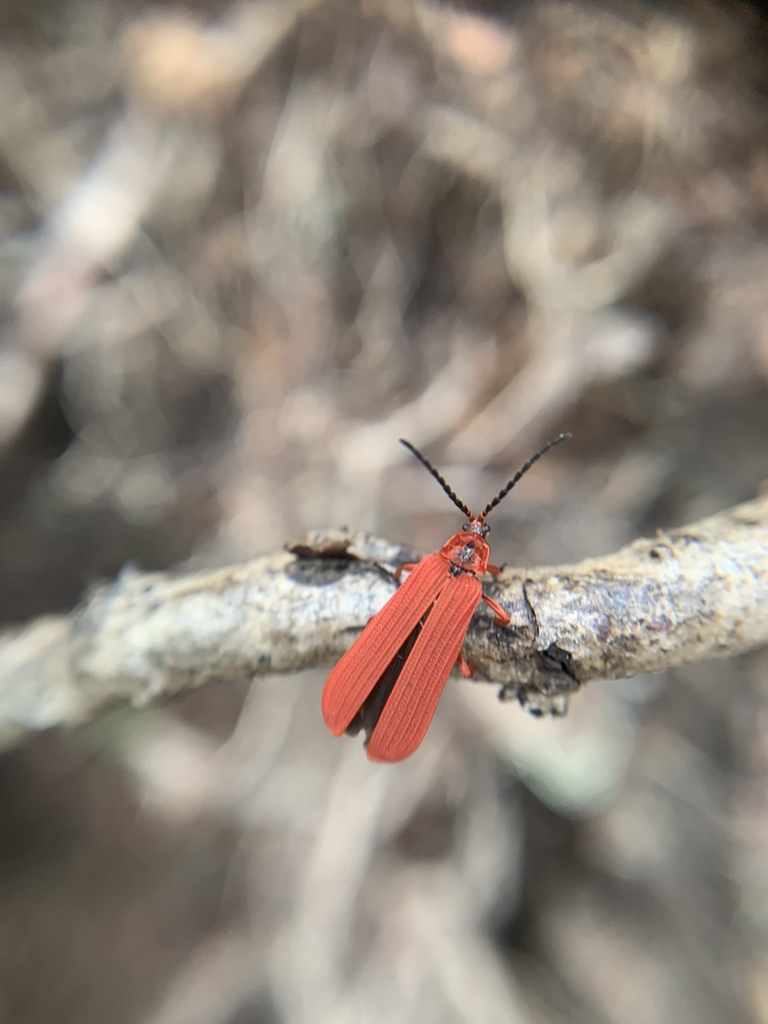 Red Net-winged Beetle from Vancouver Island, BC, CA on May 23, 2020 at ...